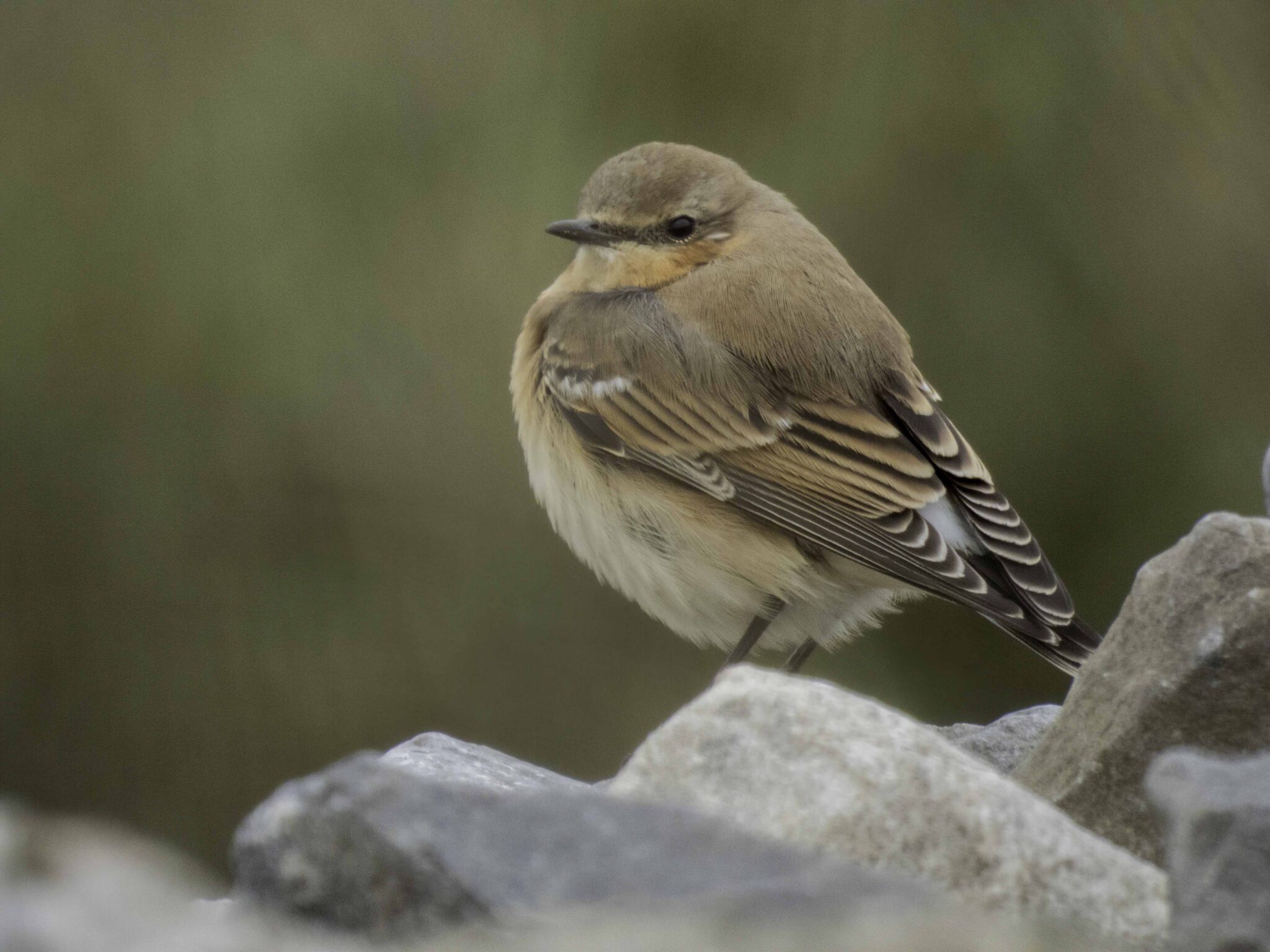 A – Gower Ornithological Society