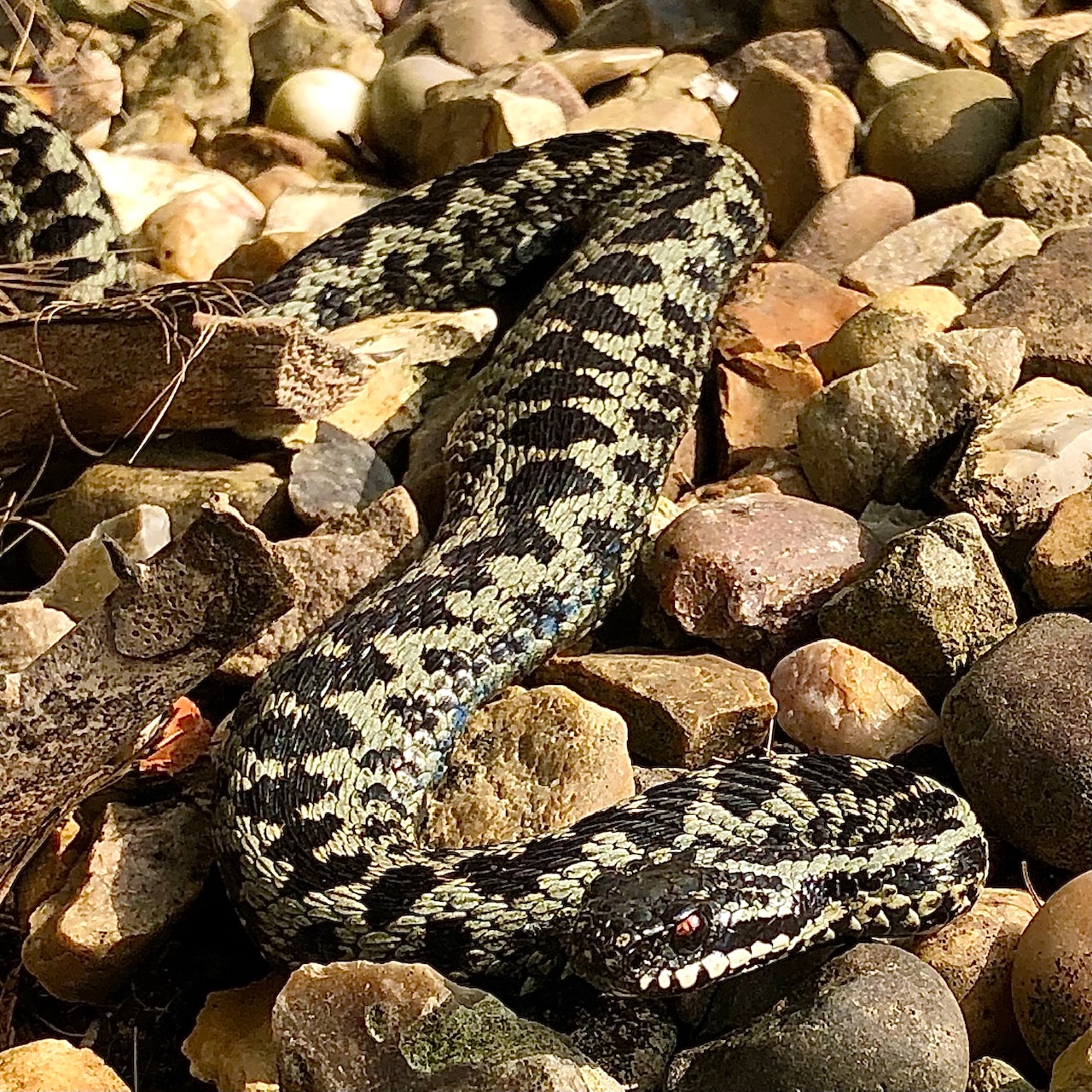 The Watch House, Southgate: 2020 Ringing Summary – Gower Ornithological ...