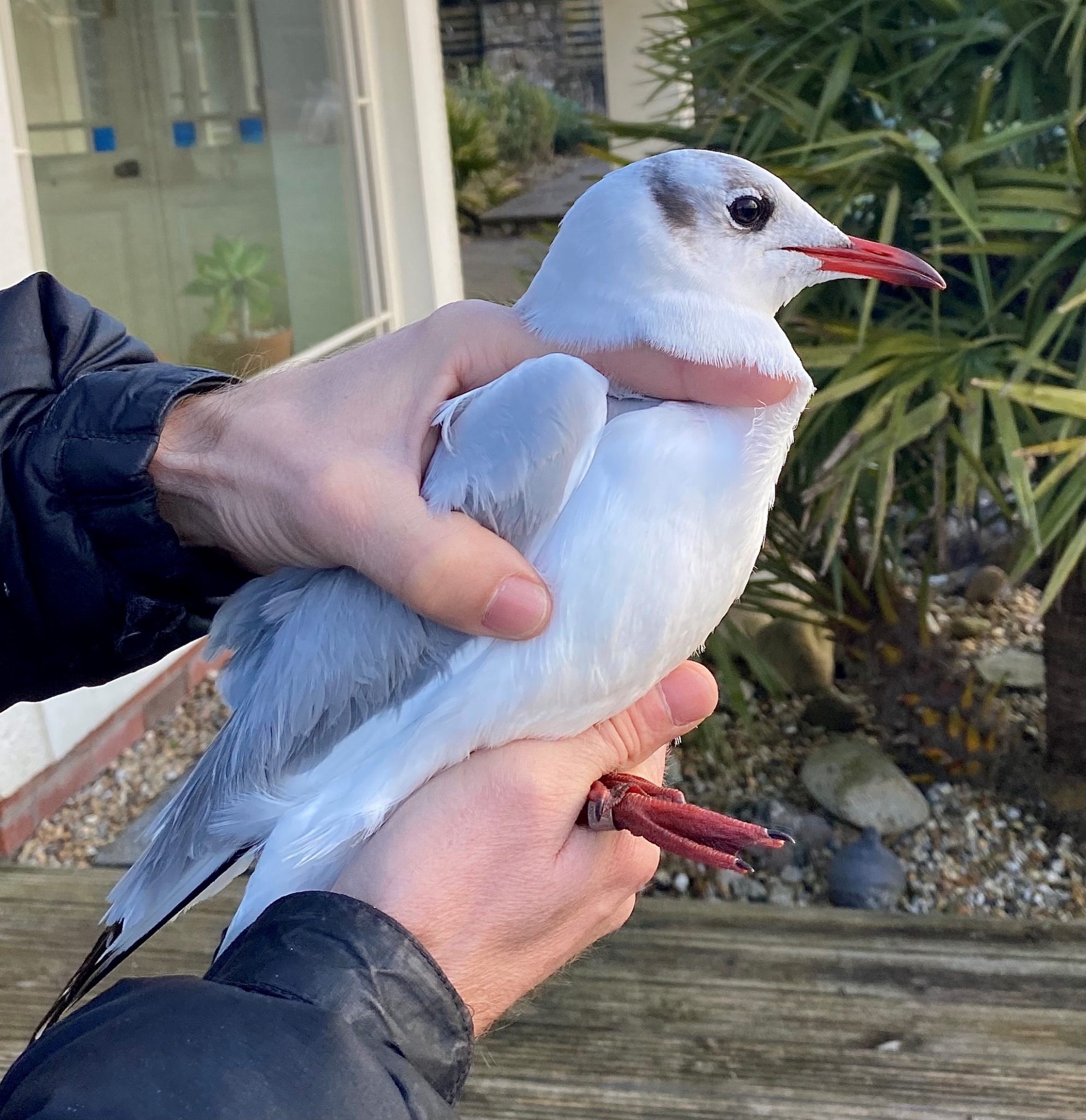The Watch House: 2021 Ringing Report – Gower Ornithological Society