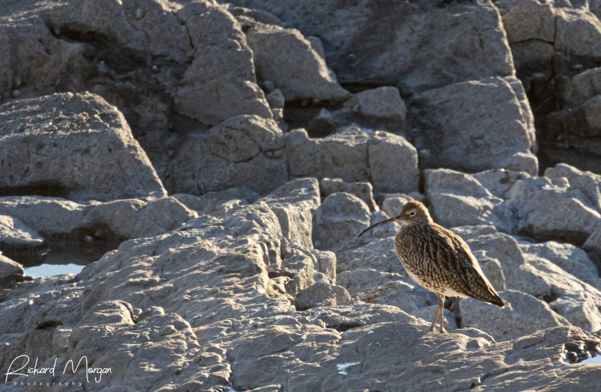 Add a Sighting – Gower Ornithological Society