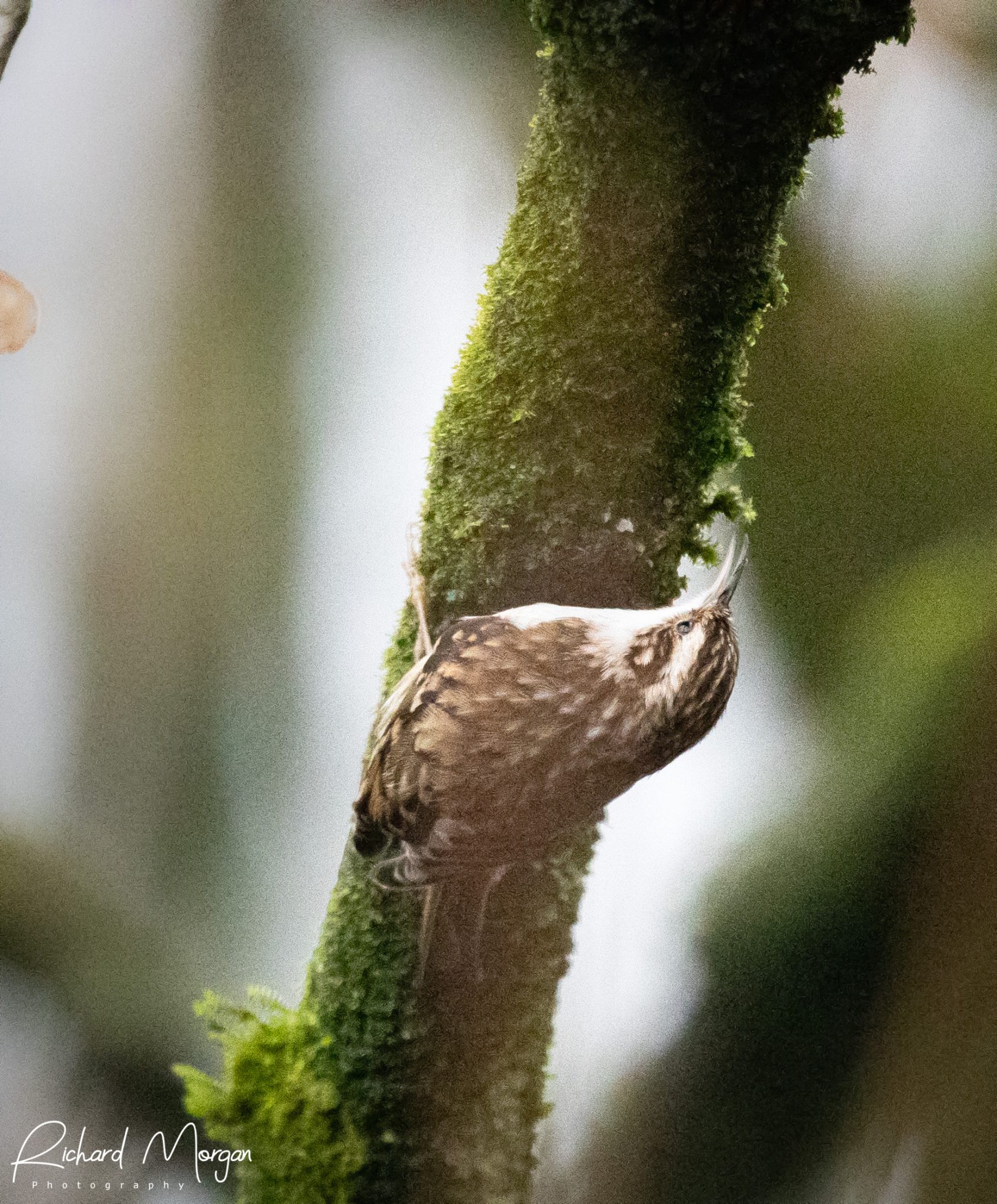 Add a Sighting – Gower Ornithological Society