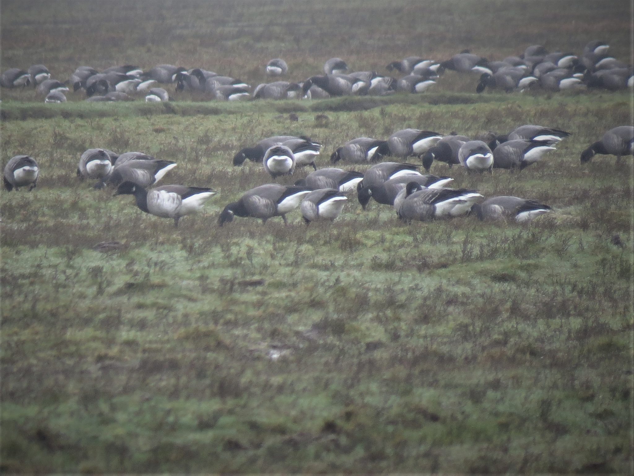 Add a Sighting – Gower Ornithological Society