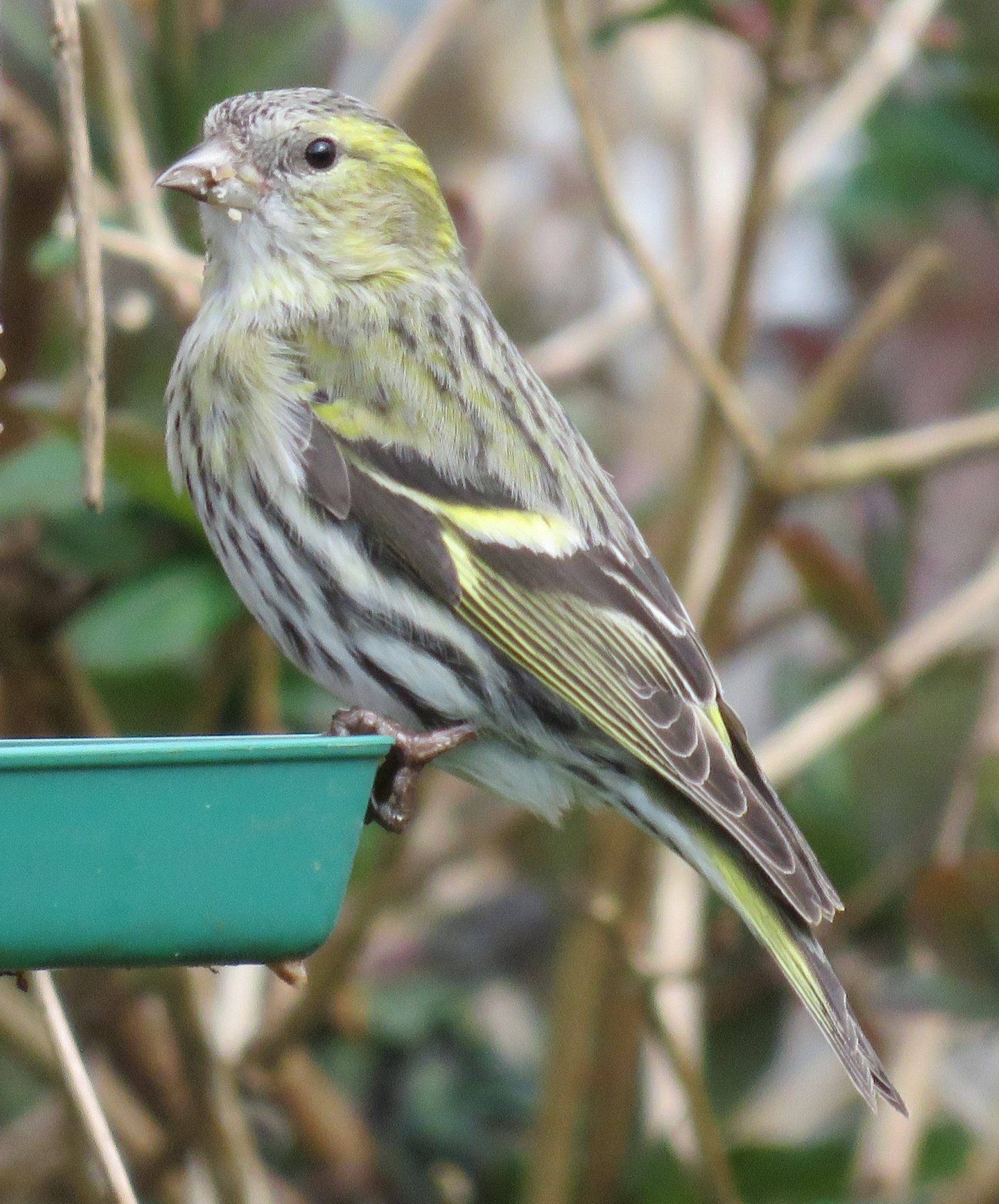 Add a Sighting – Gower Ornithological Society