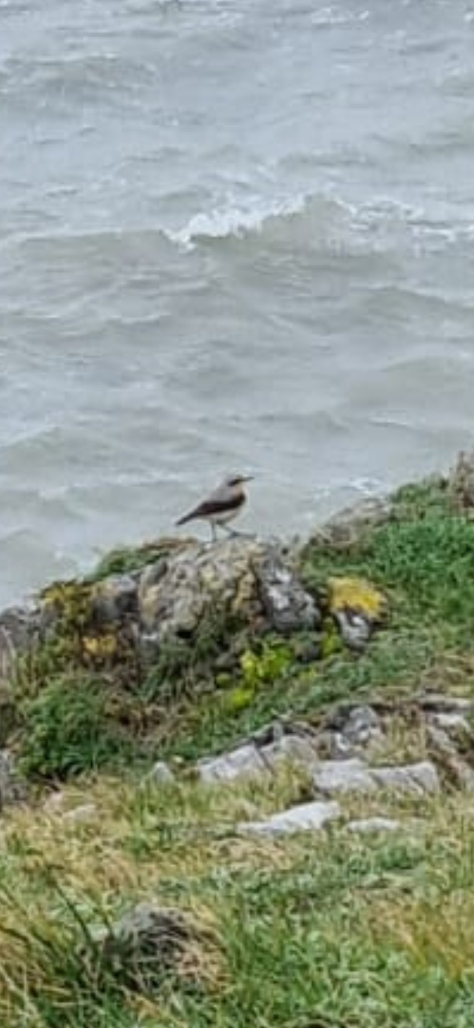 Add a Sighting – Gower Ornithological Society