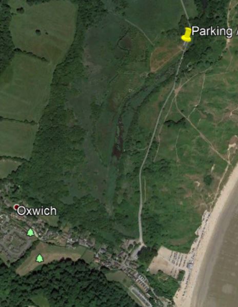 Oxwich Marsh Ringing Demonstration – Gower Ornithological Society