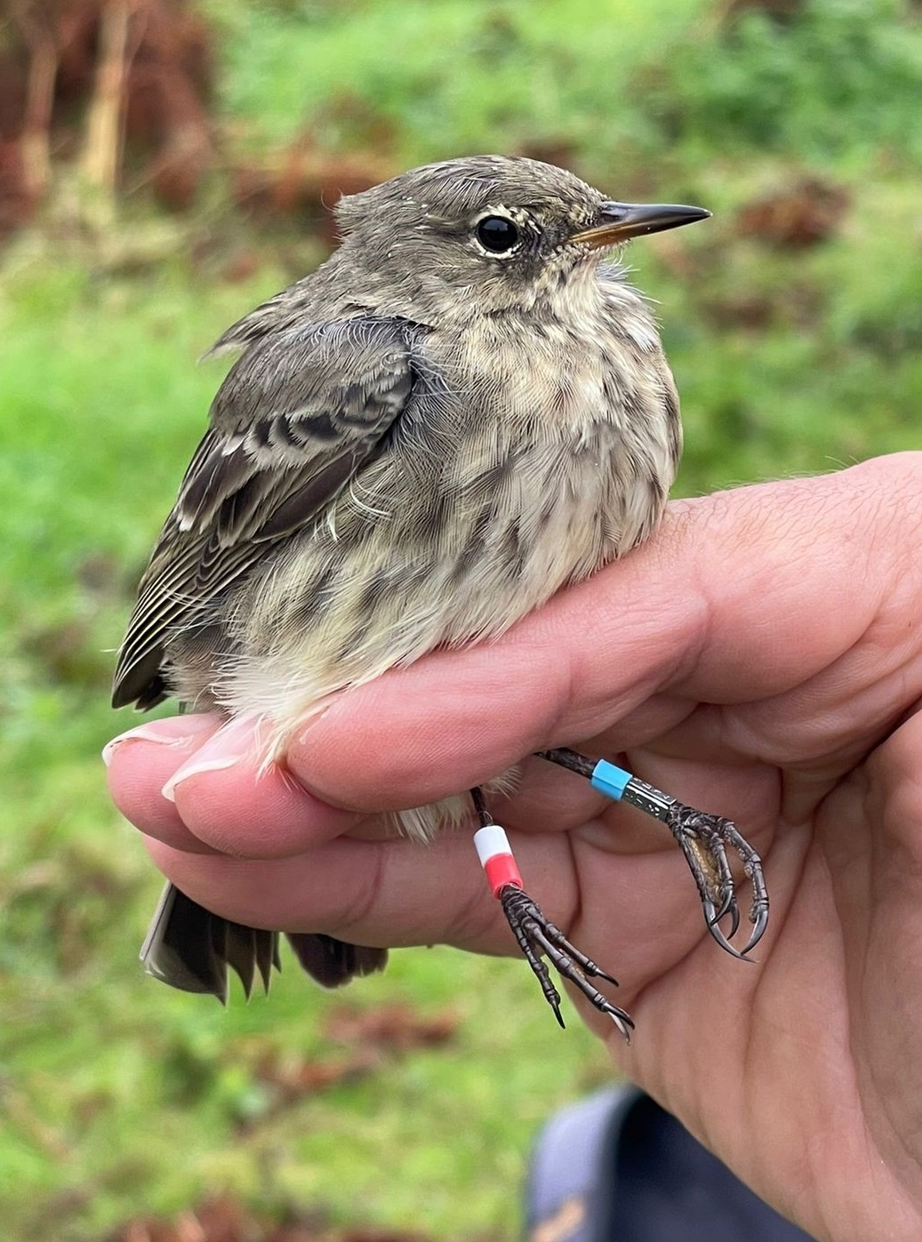 The Welsh Ringing Course 2024 – Gower Ornithological Society