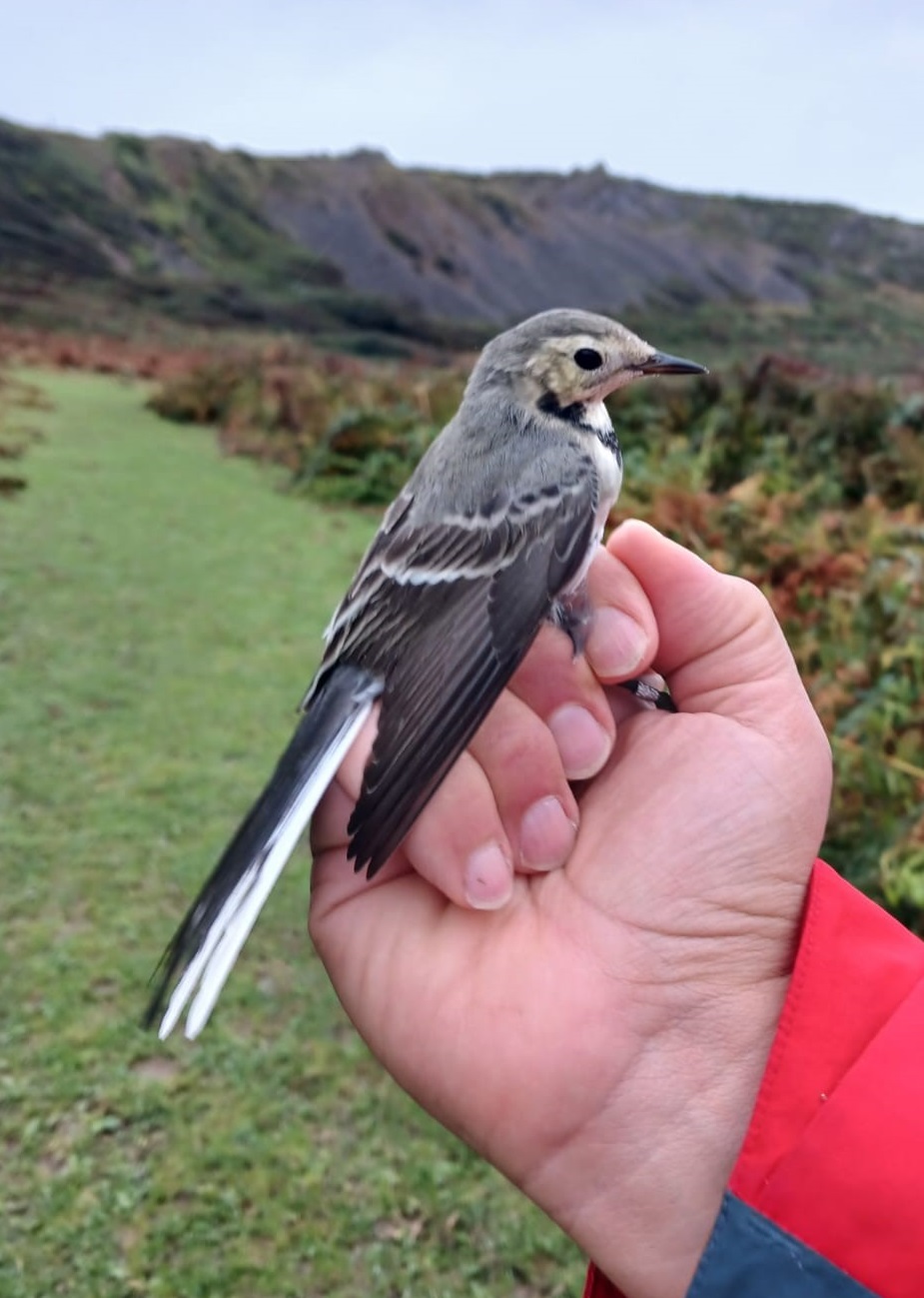 The Welsh Ringing Course 2024 – Gower Ornithological Society