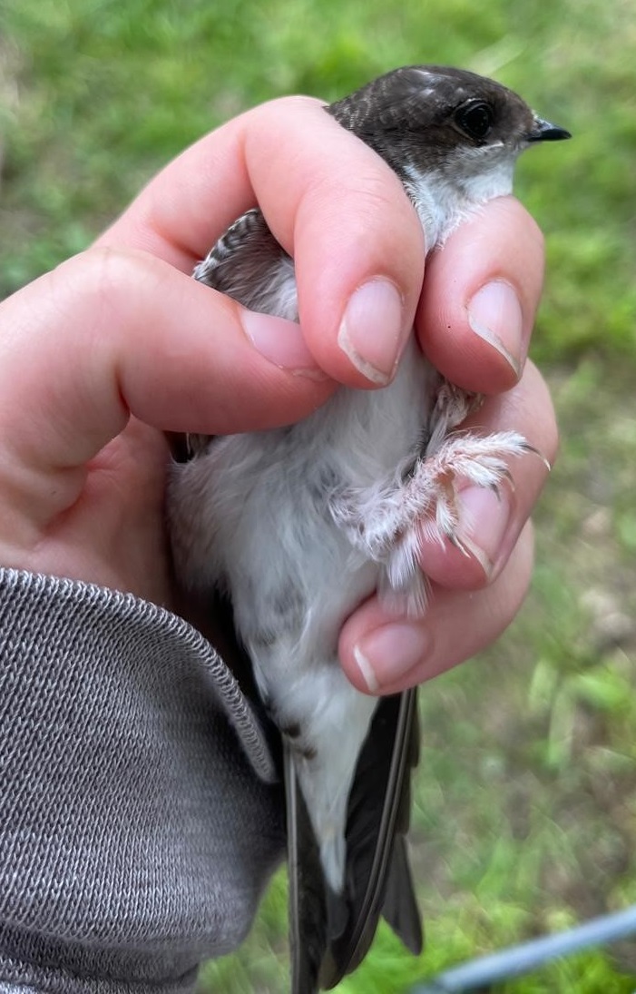The Welsh Ringing Course 2024 – Gower Ornithological Society