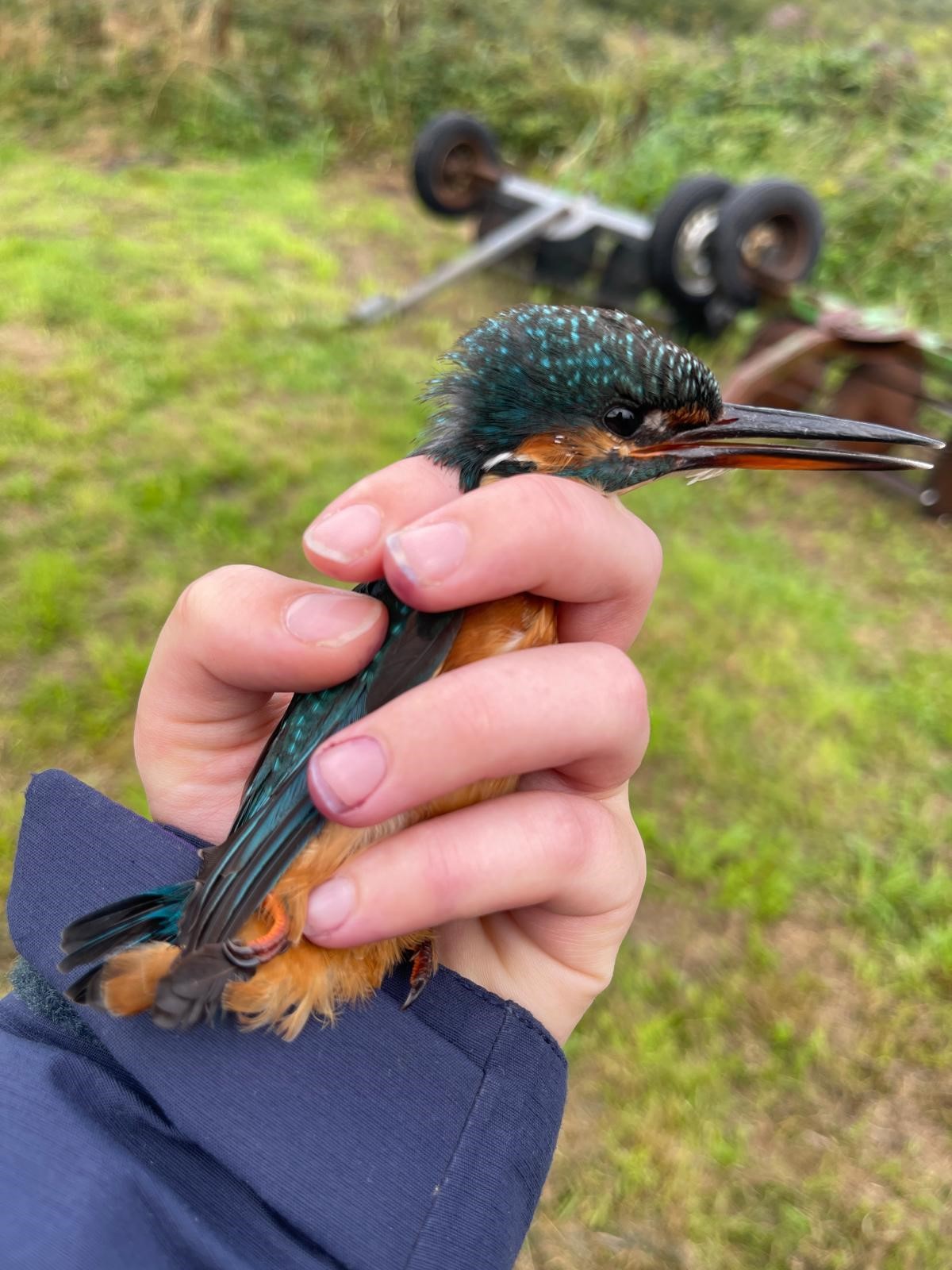 The Welsh Ringing Course 2024 – Gower Ornithological Society
