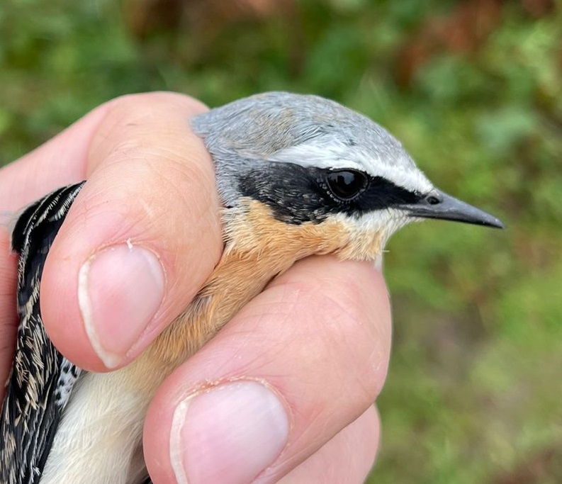 The Welsh Ringing Course 2024 – Gower Ornithological Society